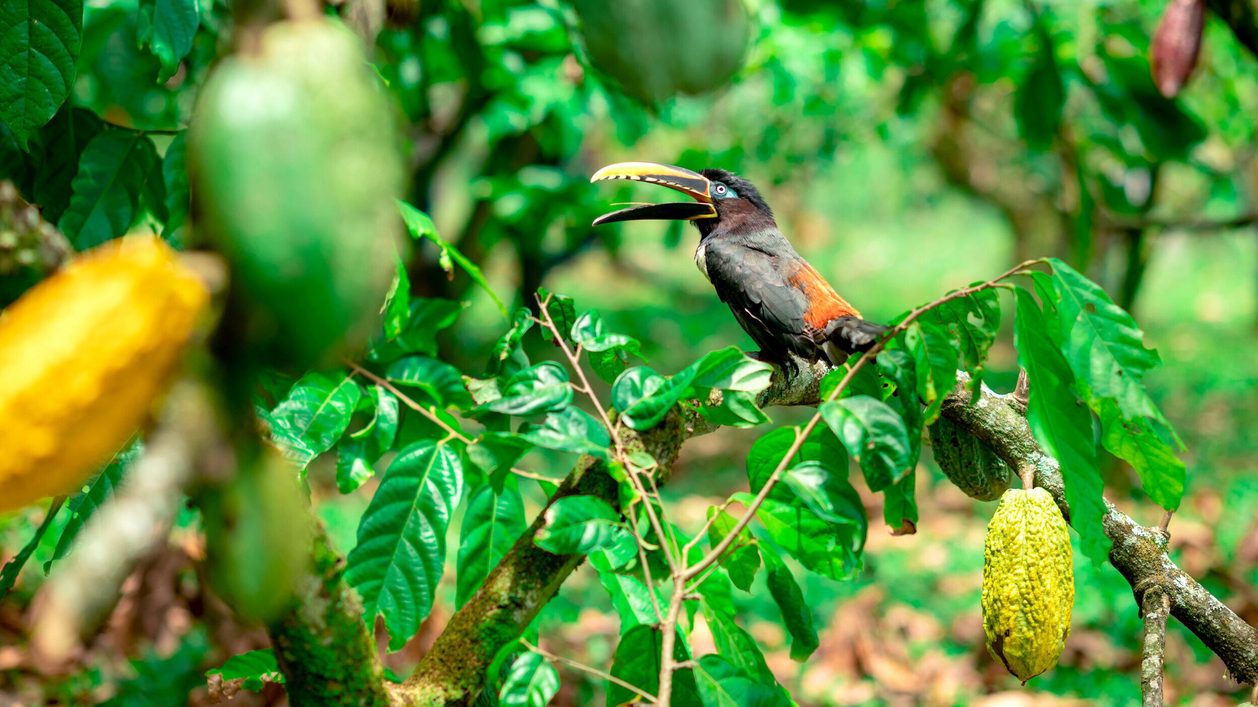 A Rare biodiversity story – Rare