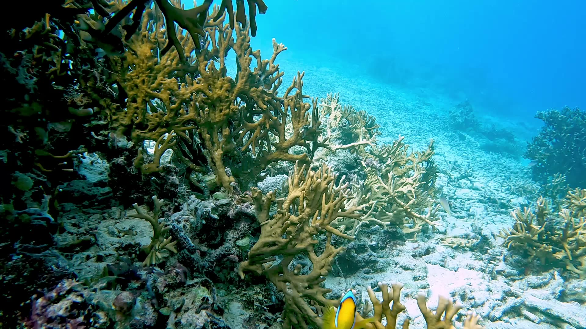Palau Reef